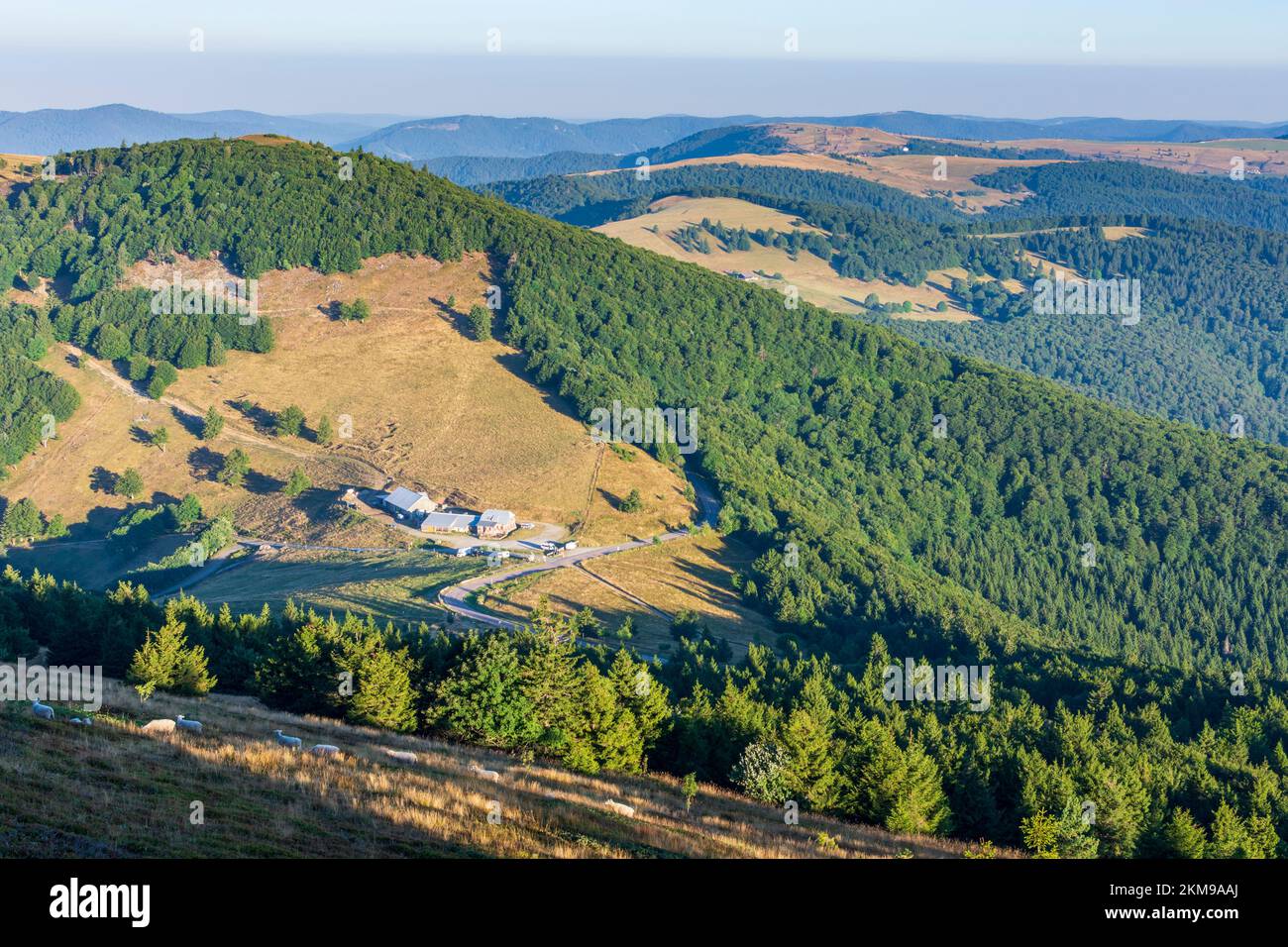 Sheep in alsace elsass hi-res stock photography and images - Alamy
