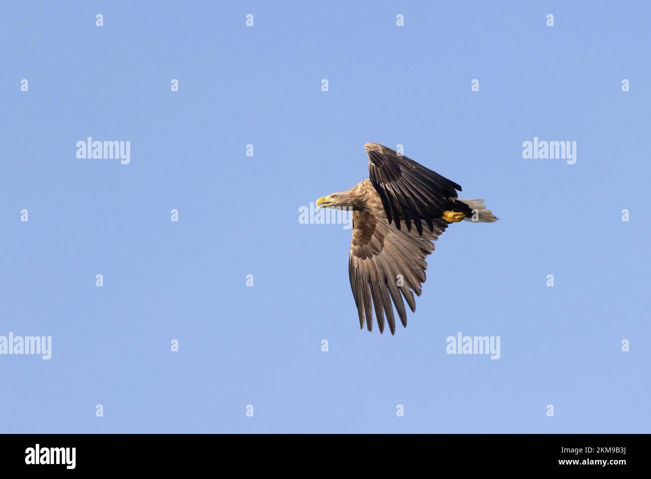 White-tailed sea eagle flying and hunting for fish in Norway Stock ...