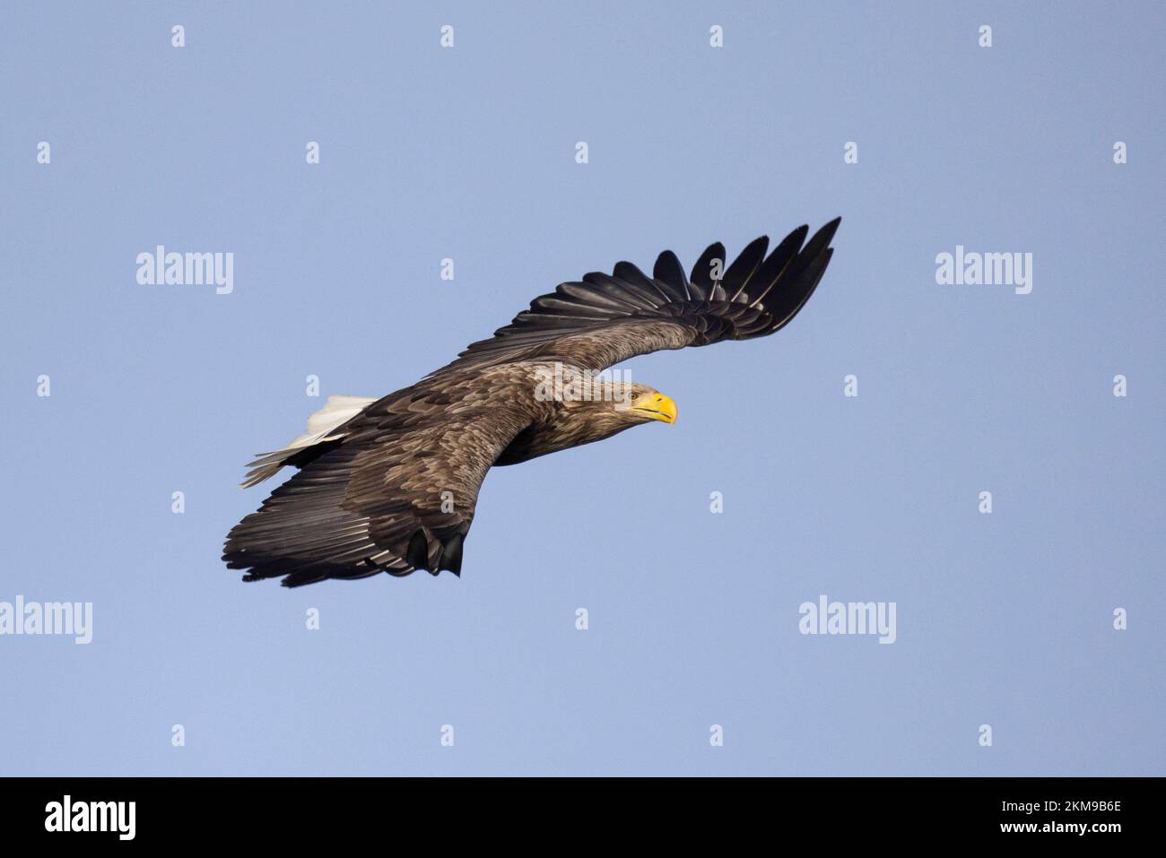 White-tailed sea eagle flying and hunting for fish in Norway Stock ...