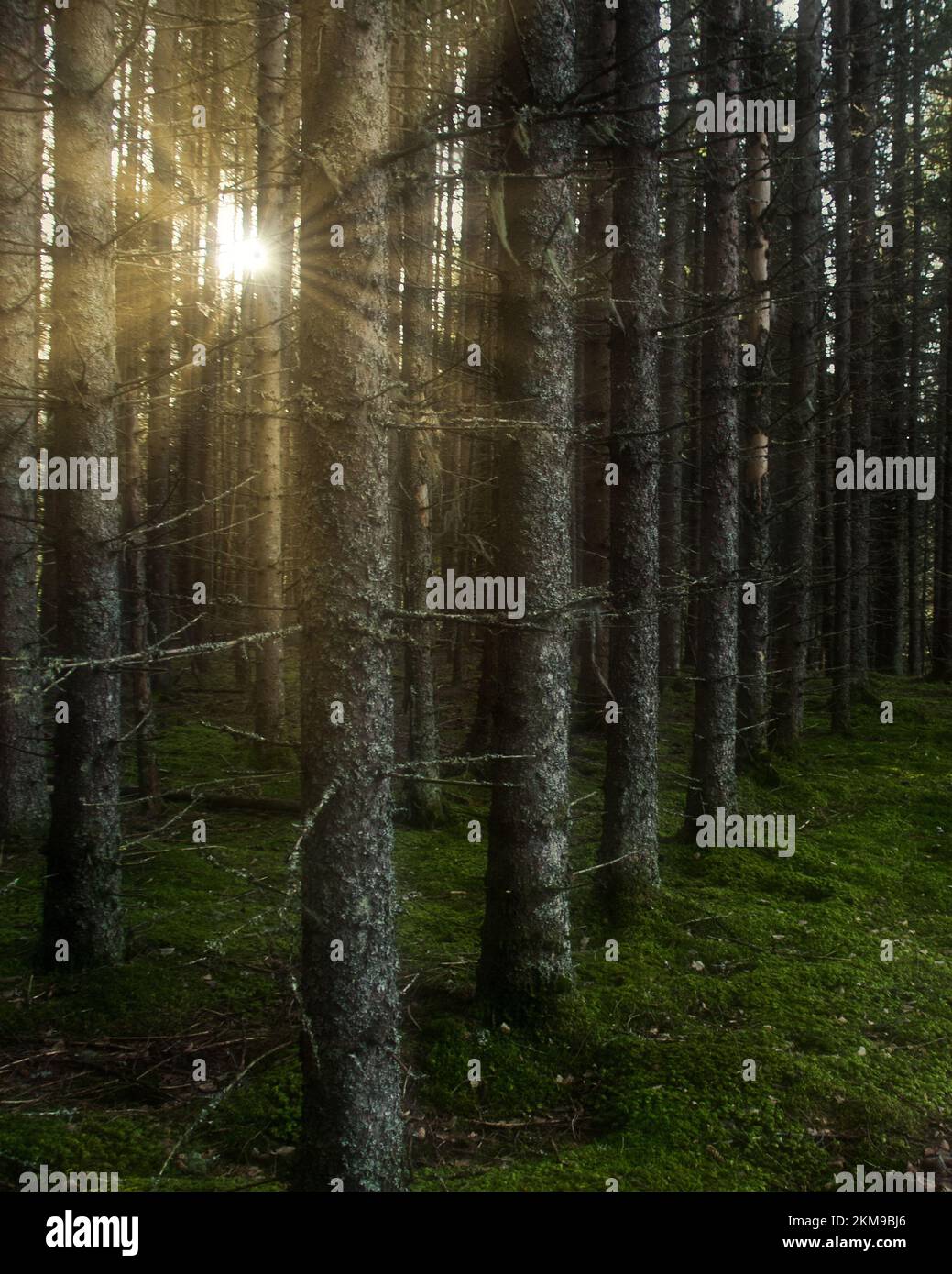 A sun shining through tall dense trees in the forest Stock Photo - Alamy