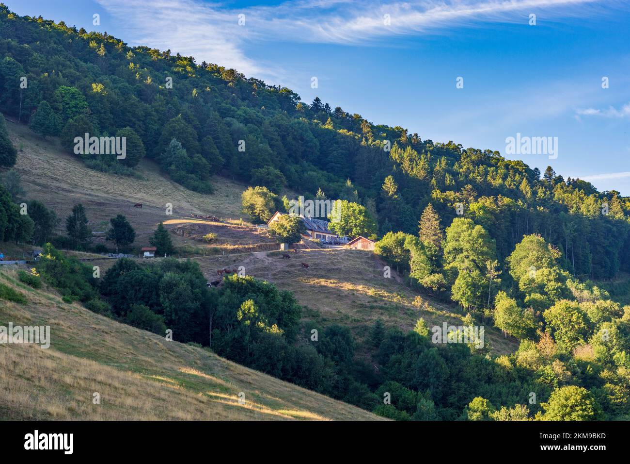 House cows hi-res stock photography and images - Alamy
