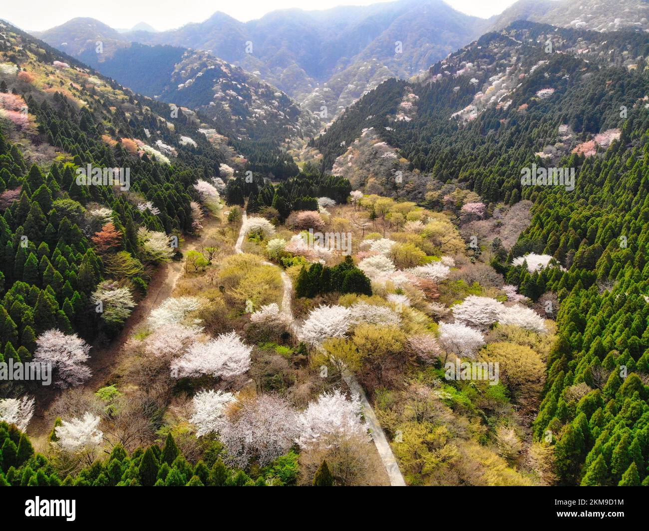 The bird's eye view of the park with beautiful trees. Beppu, Kyushu ...