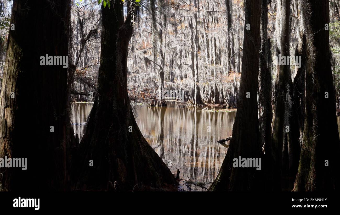 Caddo Lake State Park in Texas with its amazing vegetation and ...