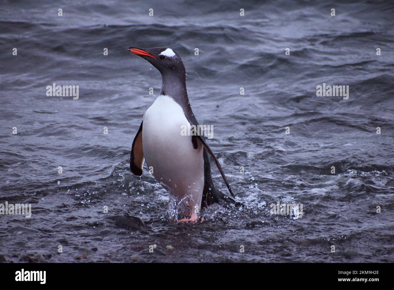 Gentoo Penguin is coming out of the water and onto the pebble beach of ...