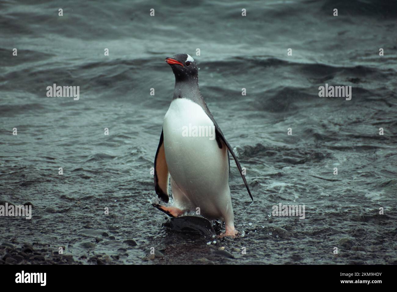 Gentoo Penguin is coming out of the water and onto the pebble beach of ...