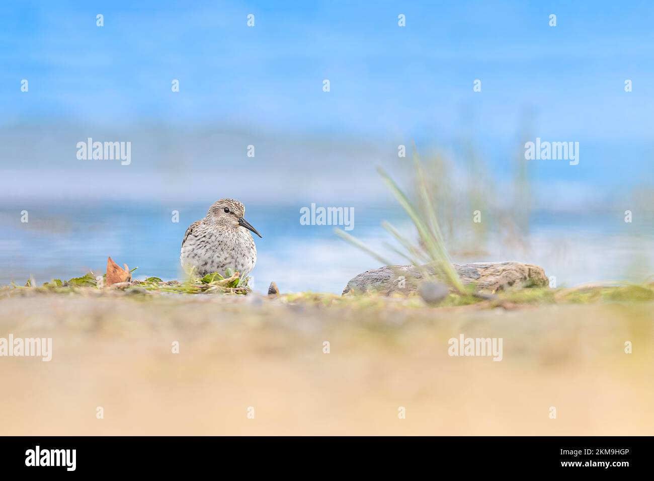 Dunlin wallpaper hi-res stock photography and images - Alamy