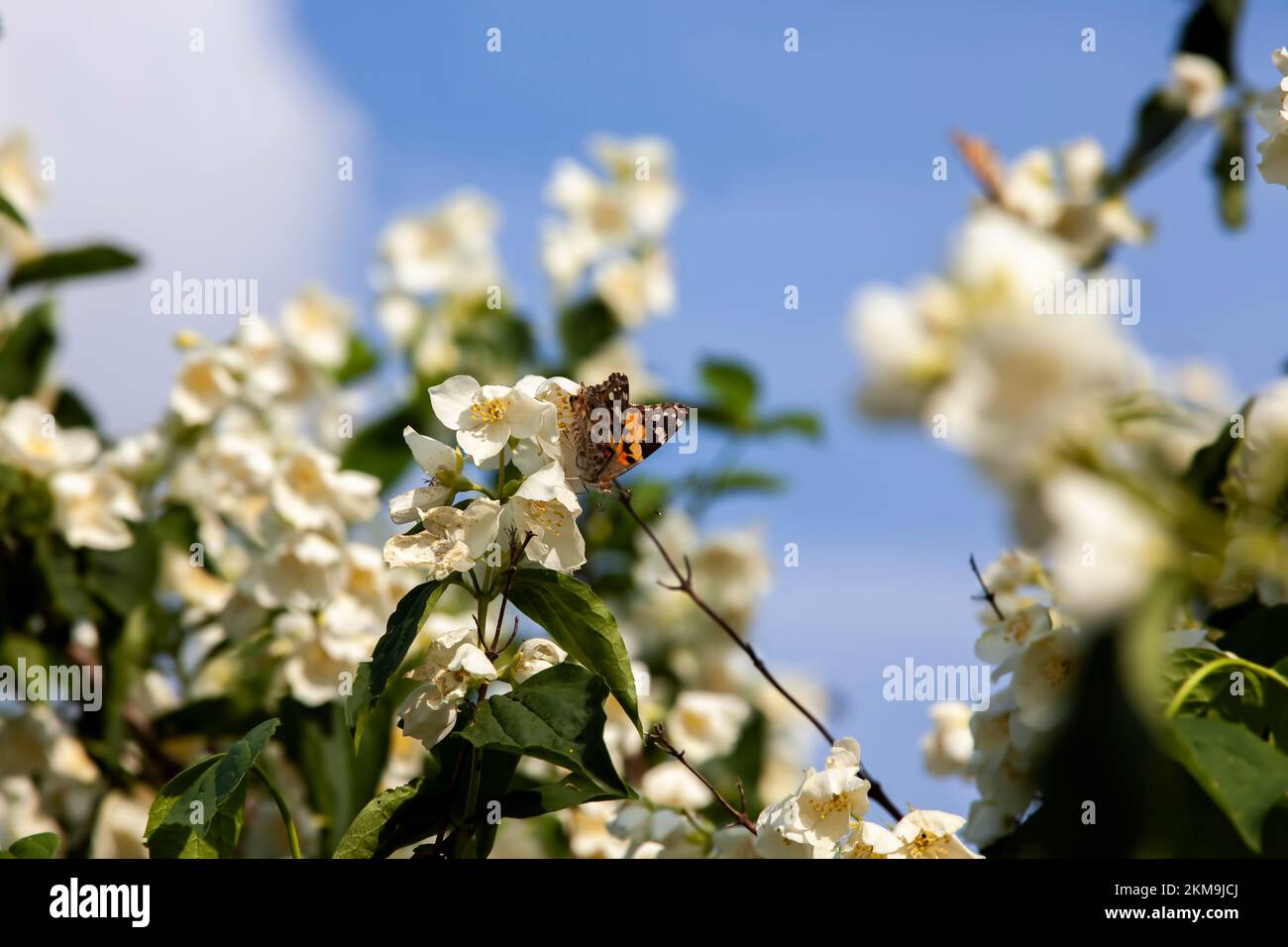 a beautiful butterfly sits on the old flowers and leaves of a jasmine ...
