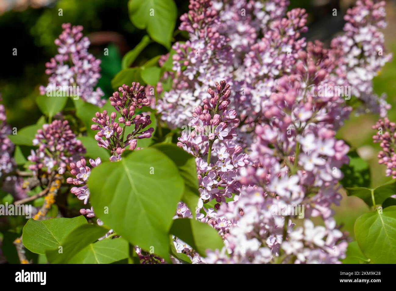 old blooming lilac flowers in the spring season, old purple lilac ...