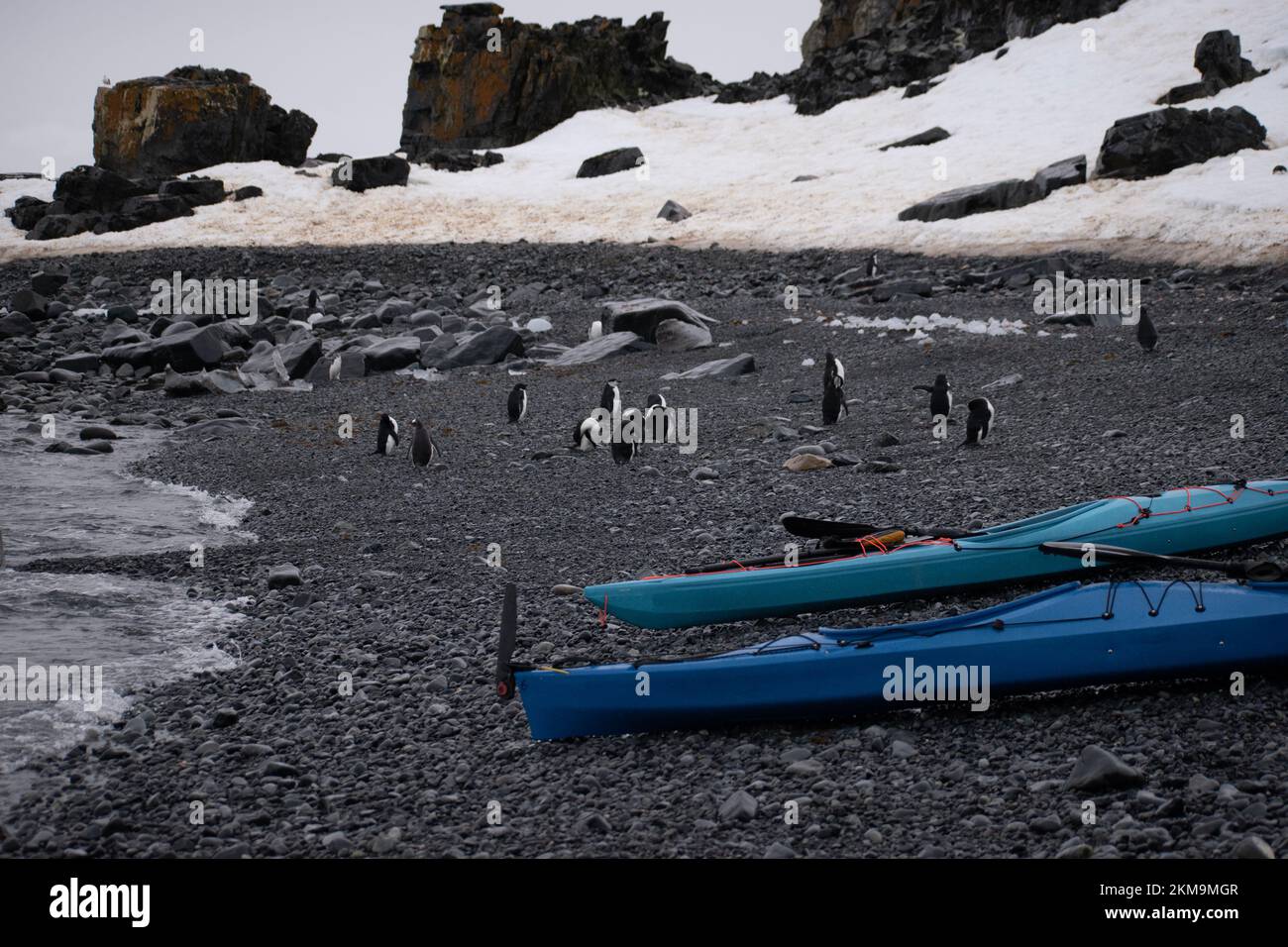 A waddle or group of penguins on the rocky beach of deception Island in ...
