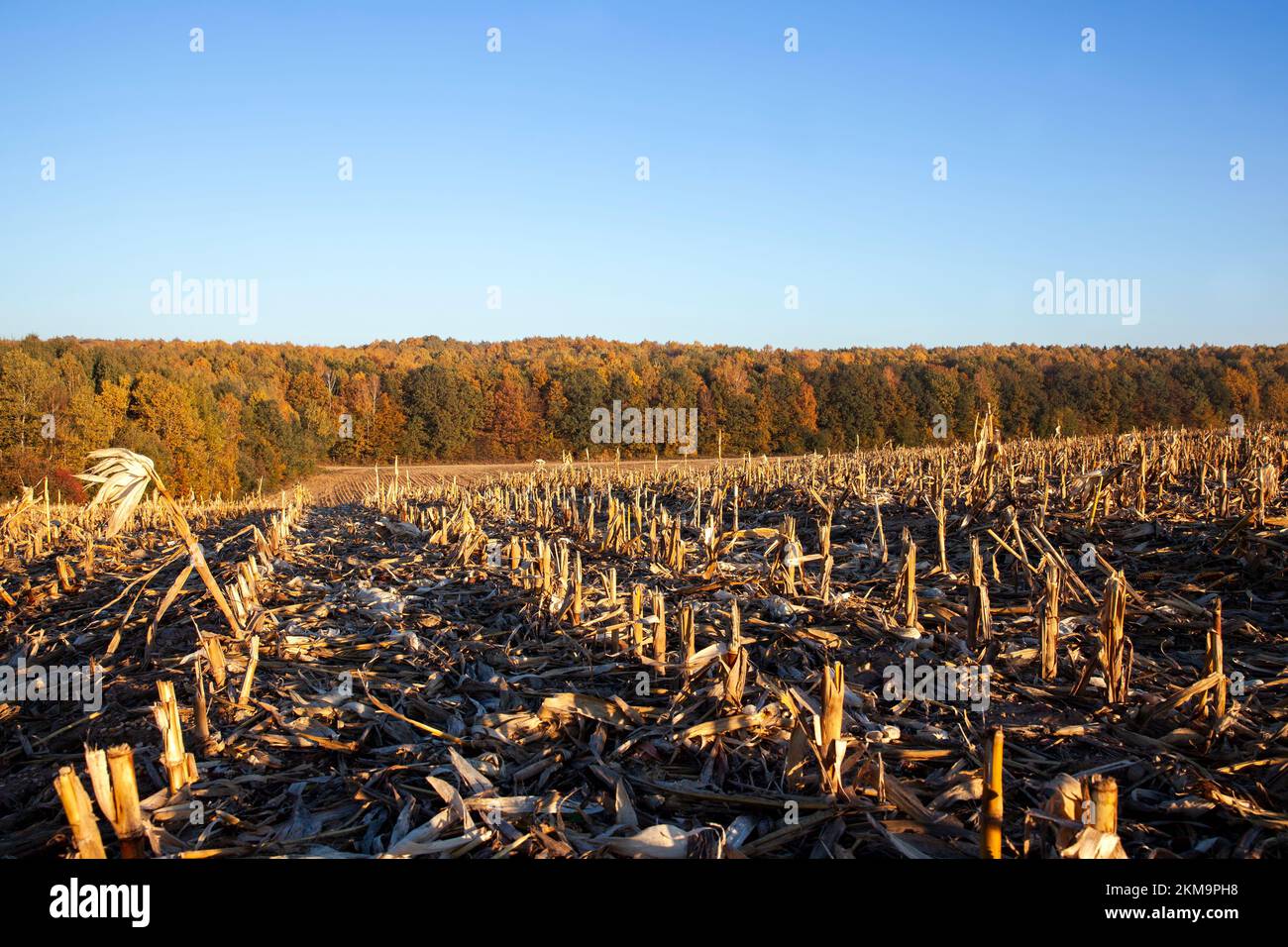 yellow ripe corn fruits in summer, corn cobs in mold and mushroom Stock ...