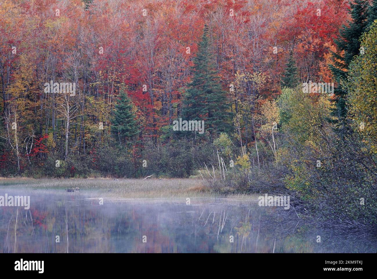 Early morning mist rising from pond, Dixville Notch State Park, New ...