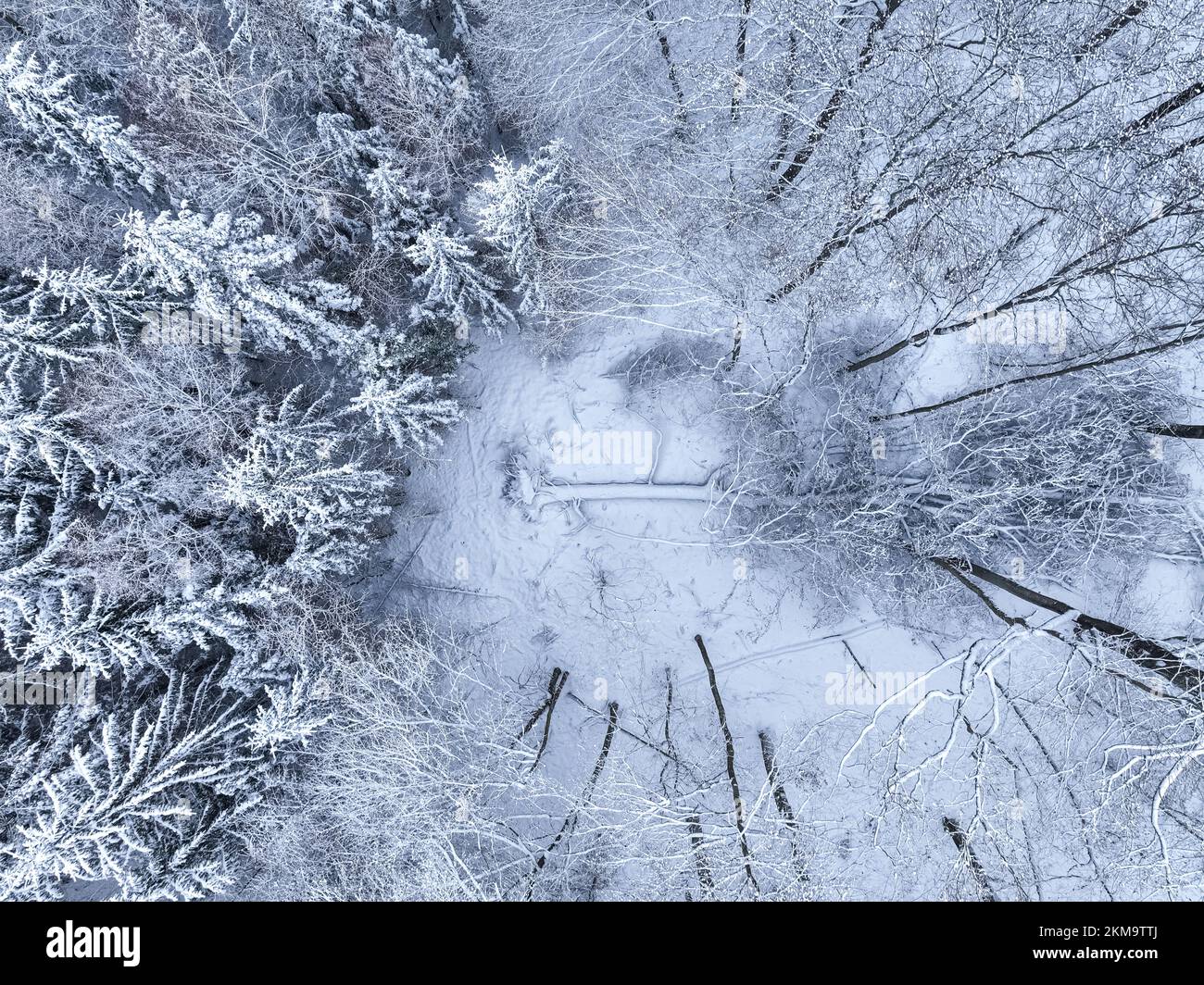 Aerial view of snow-covered forest in winter, Poland. The trees are ...