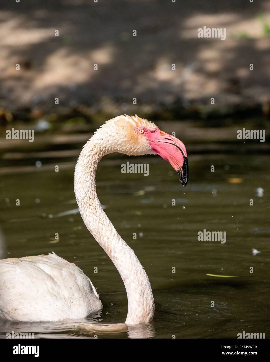 The Greater Flamingo hunting on the lake, vertical Stock Photo - Alamy
