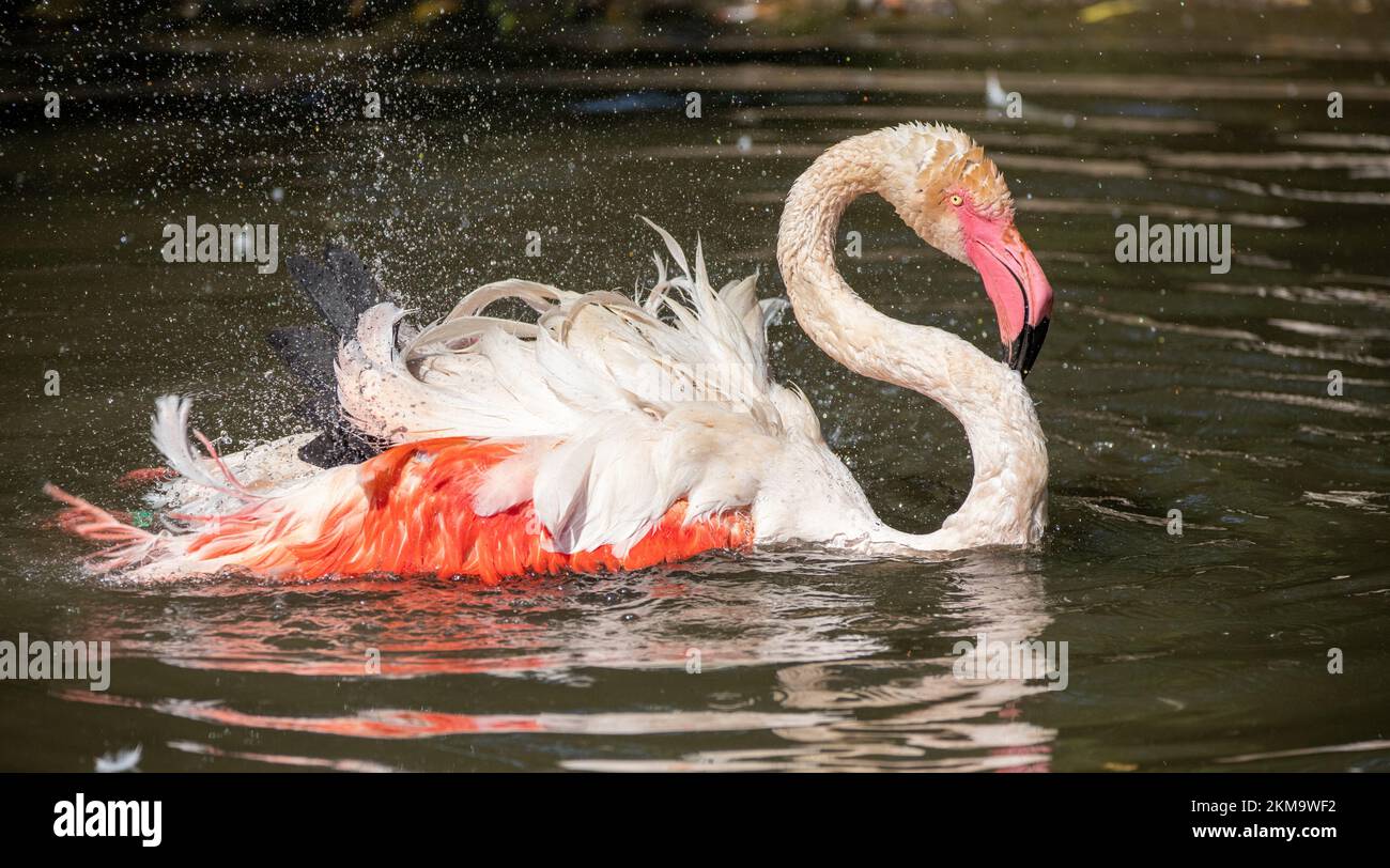 The colorful Greater Flamingo hunting on the lake, close-up Stock Photo ...