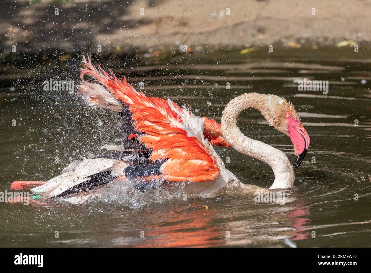 The colorful Greater Flamingo hunting on the lake, close-up Stock Photo ...