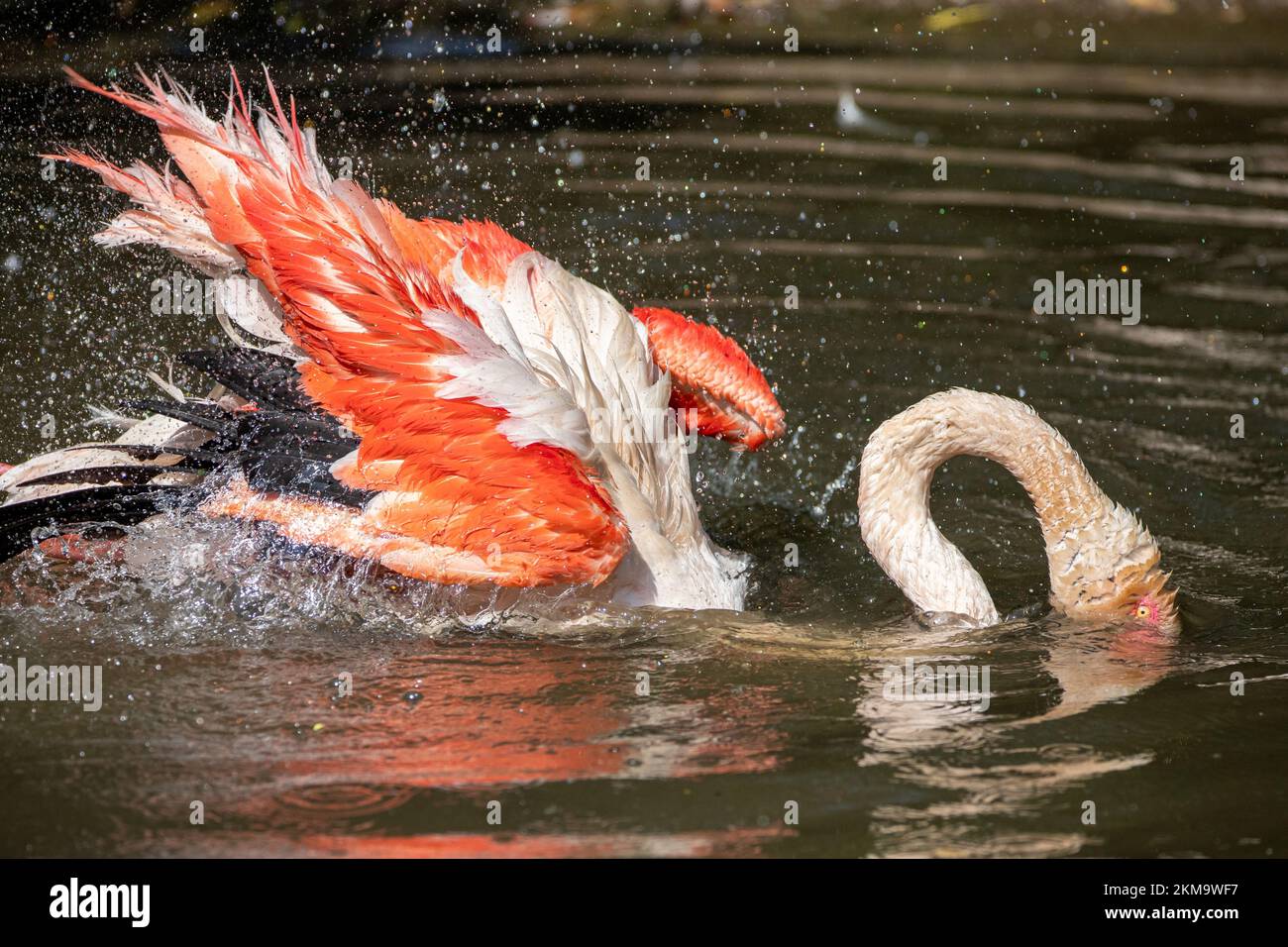 The colorful Greater Flamingo hunting on the lake, close-up Stock Photo ...