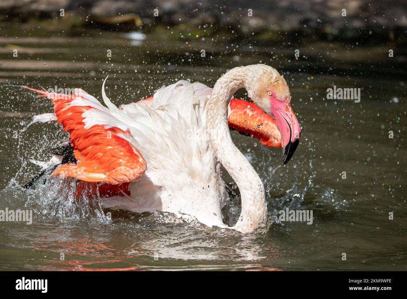 The colorful Greater Flamingo hunting on the lake, close-up Stock Photo ...