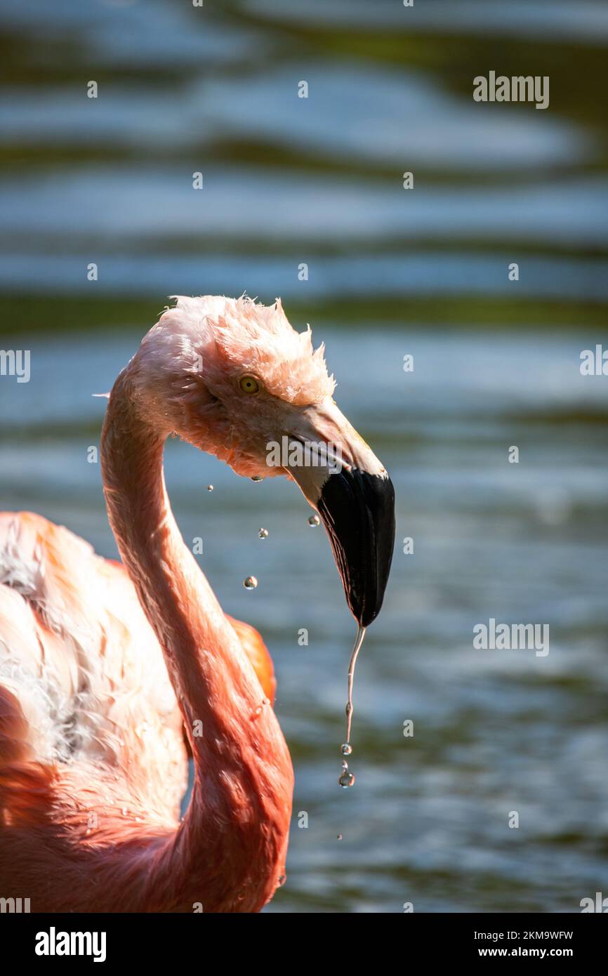 The Greater Flamingo hunting on the lake, vertical Stock Photo - Alamy