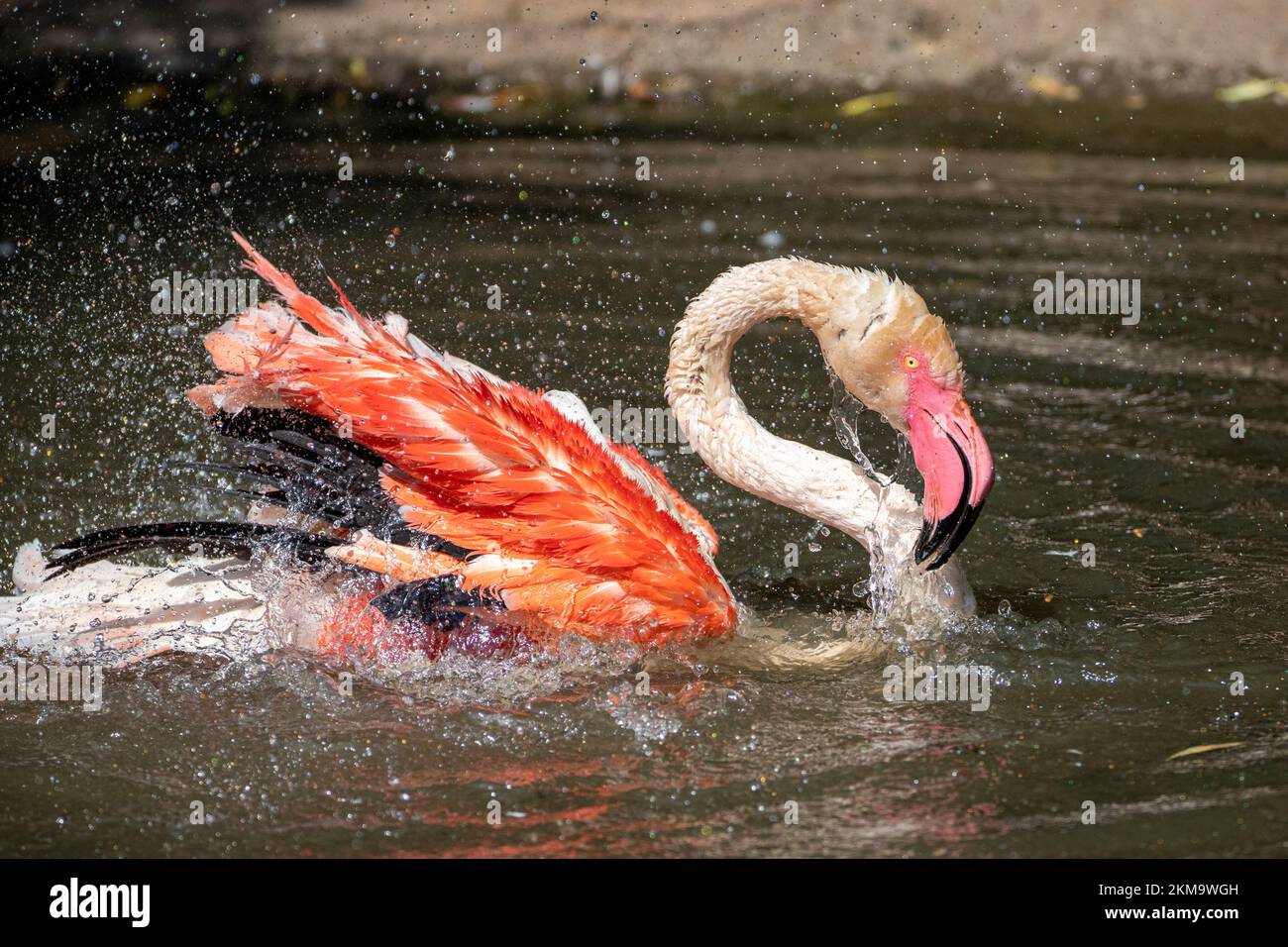 The colorful Greater Flamingo hunting on the lake, close-up Stock Photo ...