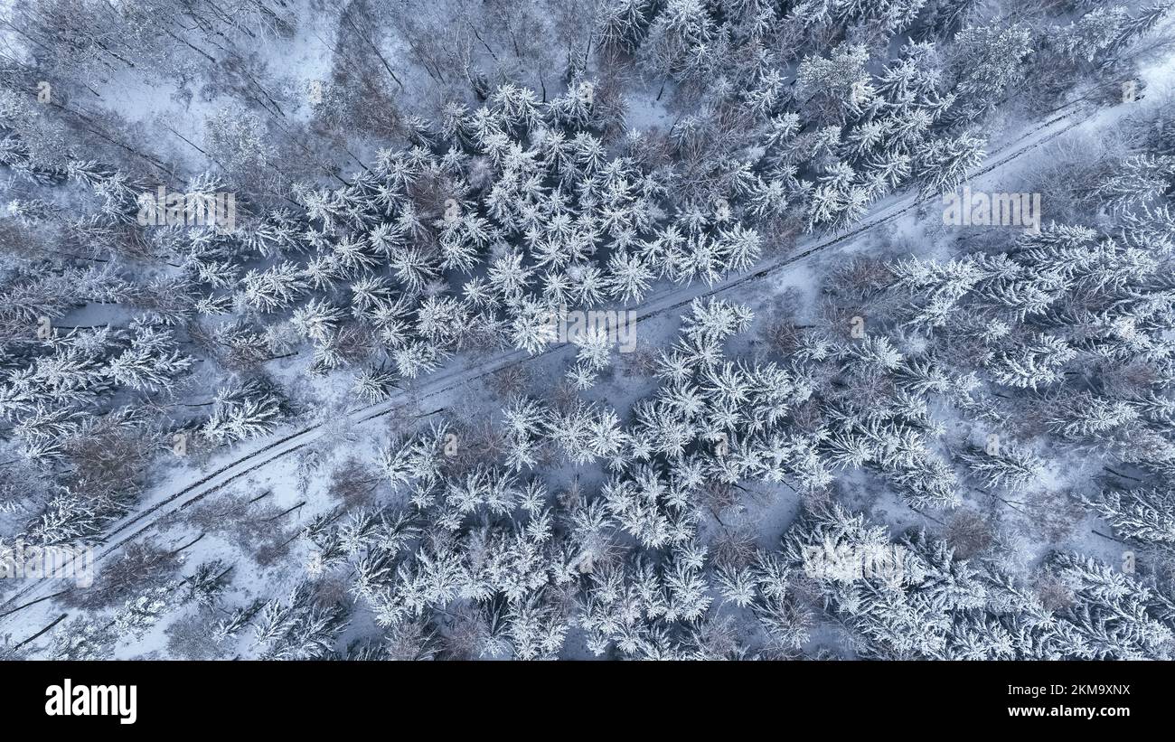 Aerial view of snowy forest and country road in winter. The trees are ...