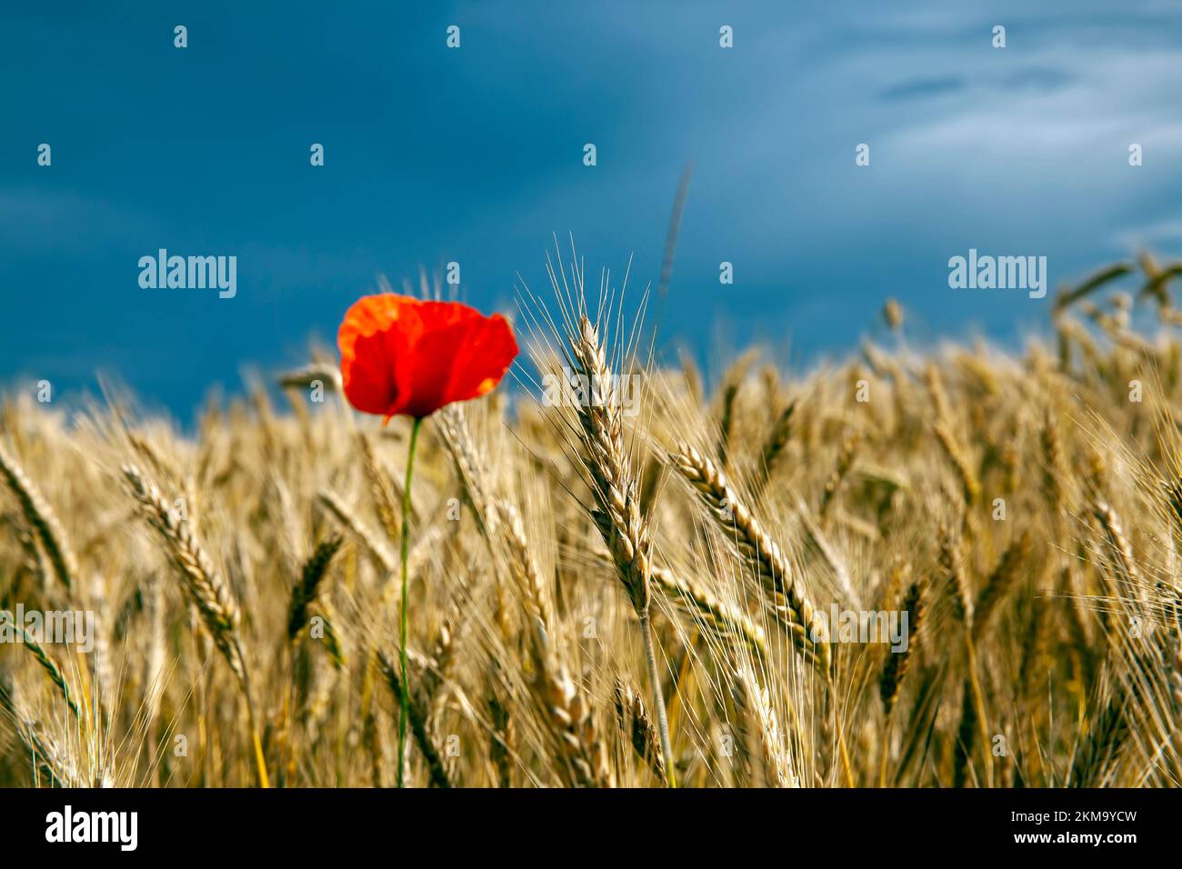 red poppy flower in the spring season, beautiful red poppy flower in ...