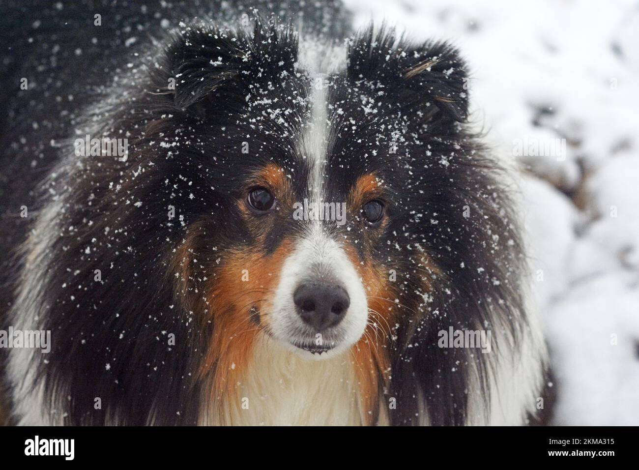 Beautiful Shetland Sheepdog (sheltie) in the snowfall covered with ...