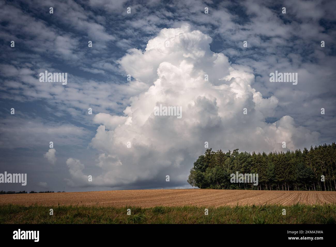 A low-angle view of a beautiful forest in Bavaria, Germany Stock Photo ...