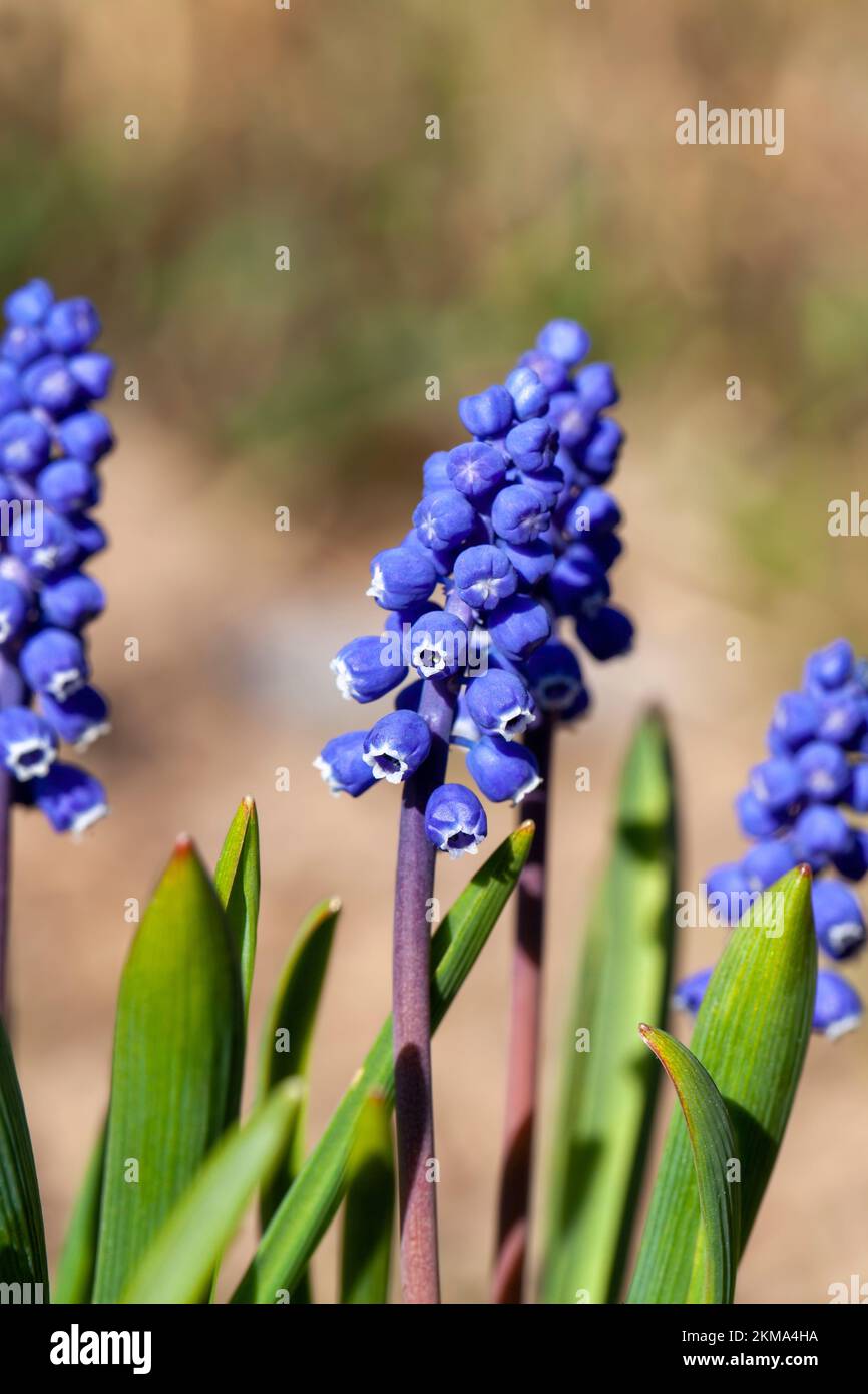 spring blue flowers growing in the middle of spring in the field, blue ...