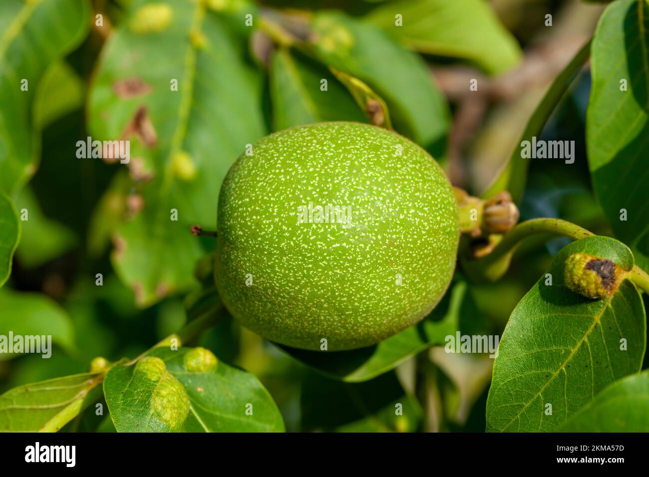 immature walnut tree during fruit ripening, walnuts in green shells and ...
