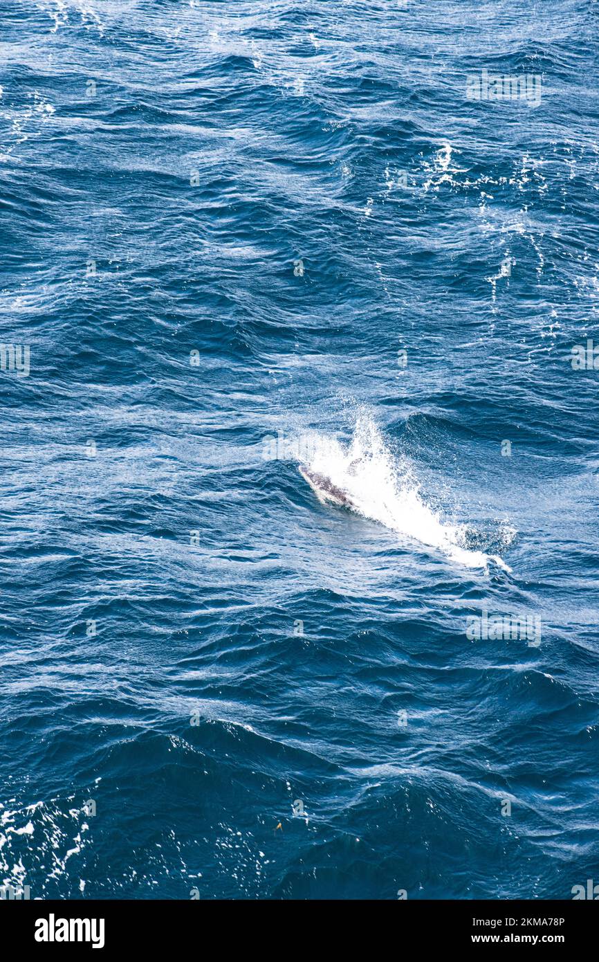 An hourglass dolphin, Lagenorhynchus cruciger, jumps in the boat wake ...
