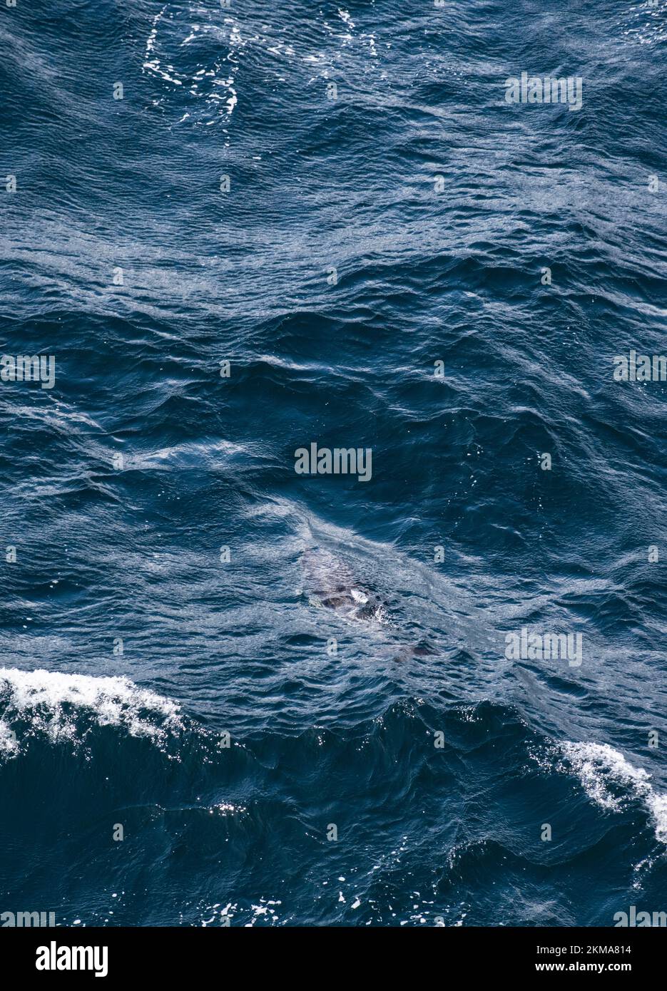 An hourglass dolphin, Lagenorhynchus cruciger, jumps in the boat wake ...