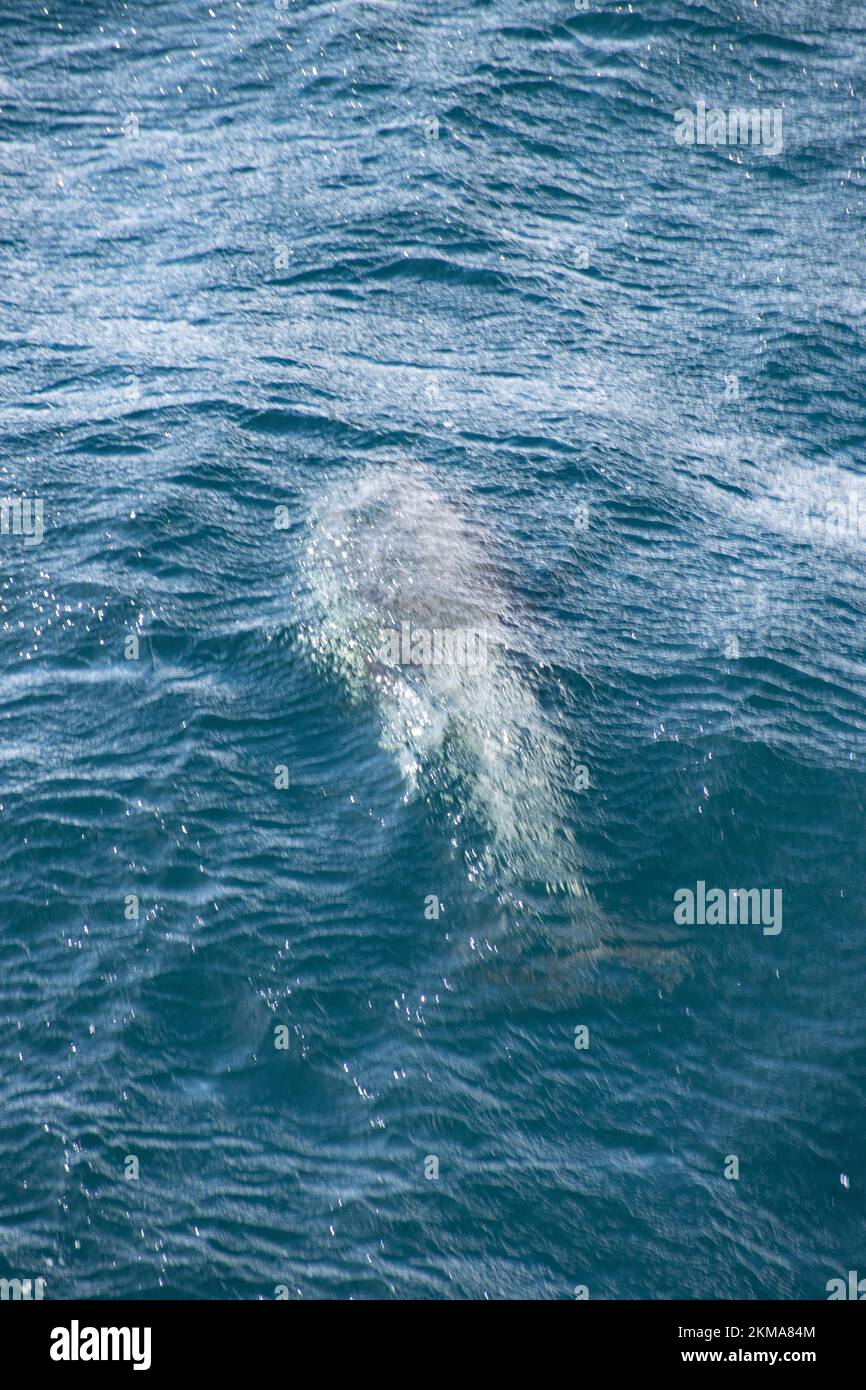 An hourglass dolphin, Lagenorhynchus cruciger, jumps in the boat wake ...
