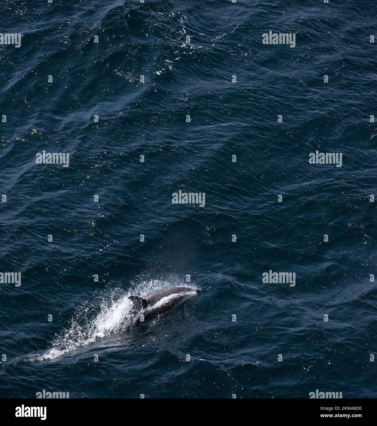An hourglass dolphin, Lagenorhynchus cruciger, jumps in the boat wake ...