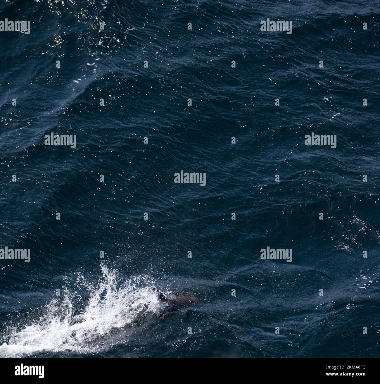 An hourglass dolphin, Lagenorhynchus cruciger, jumps in the boat wake ...