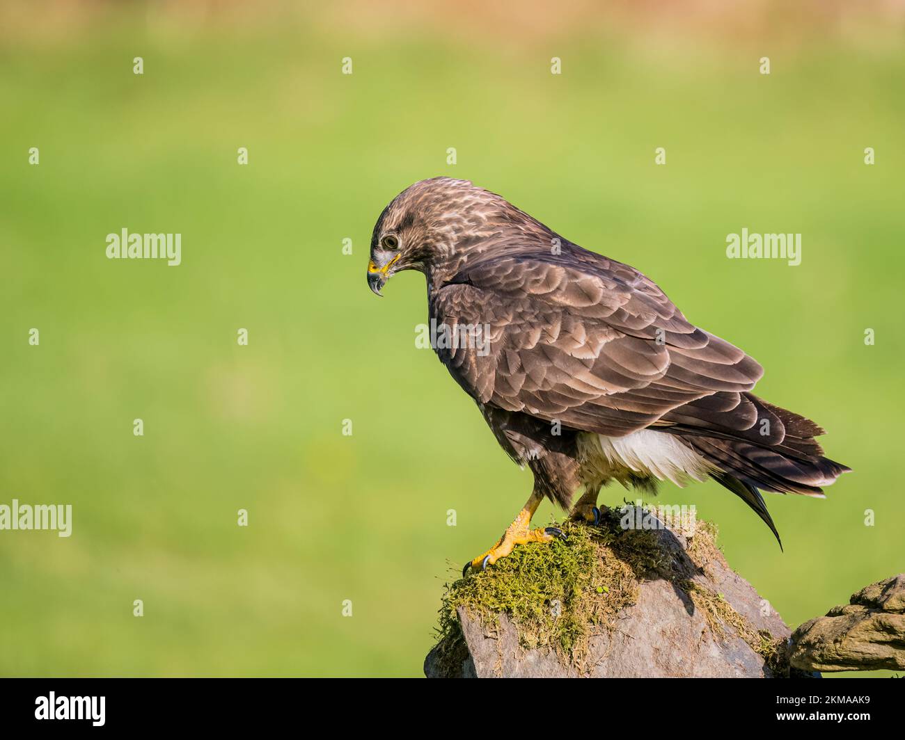 Common buzzard in autumn in mid Wales Stock Photo - Alamy