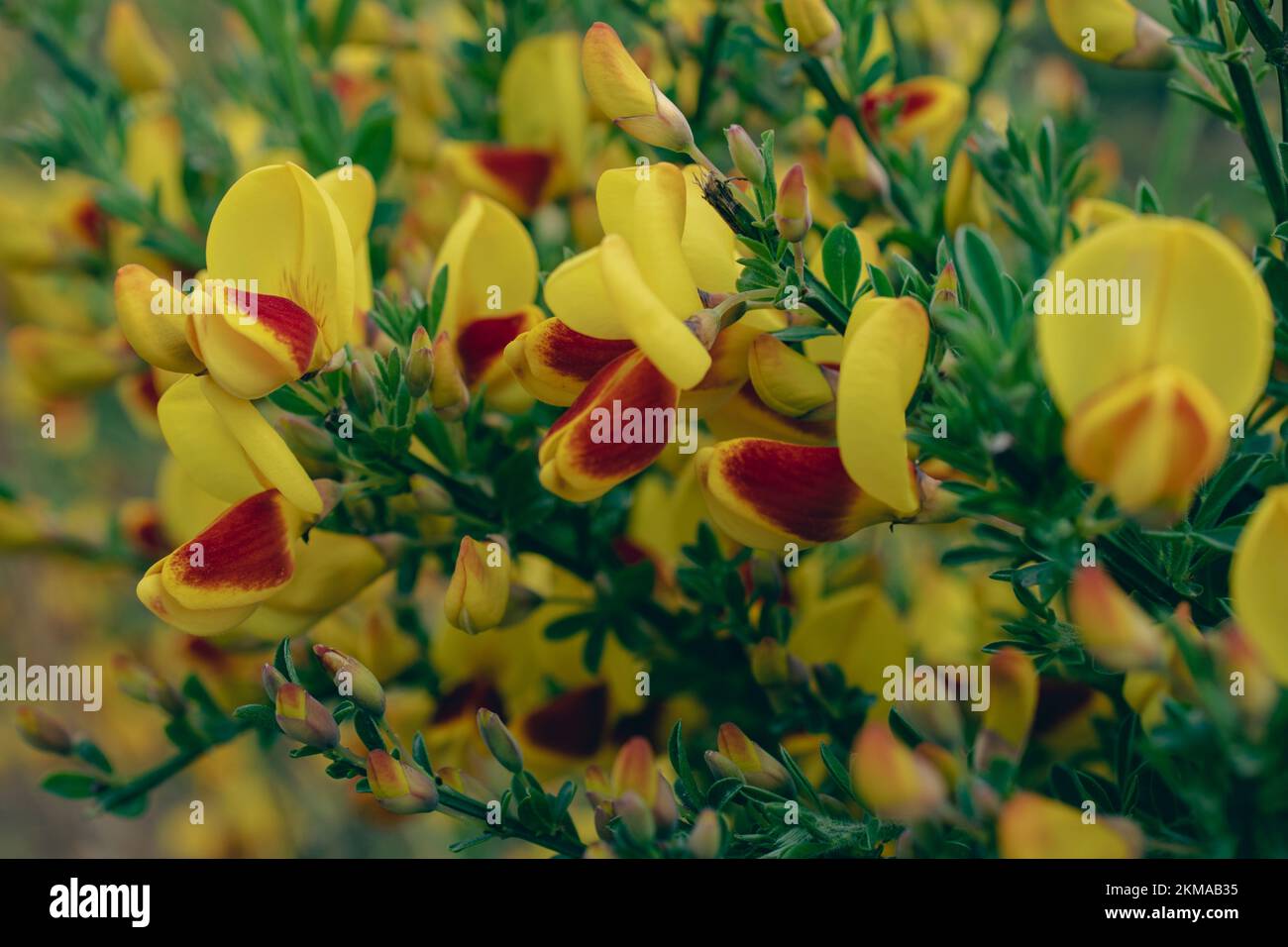 Vibrant Scotch Broom Plants in Bloom in Ushuaia, Argentina. In full ...