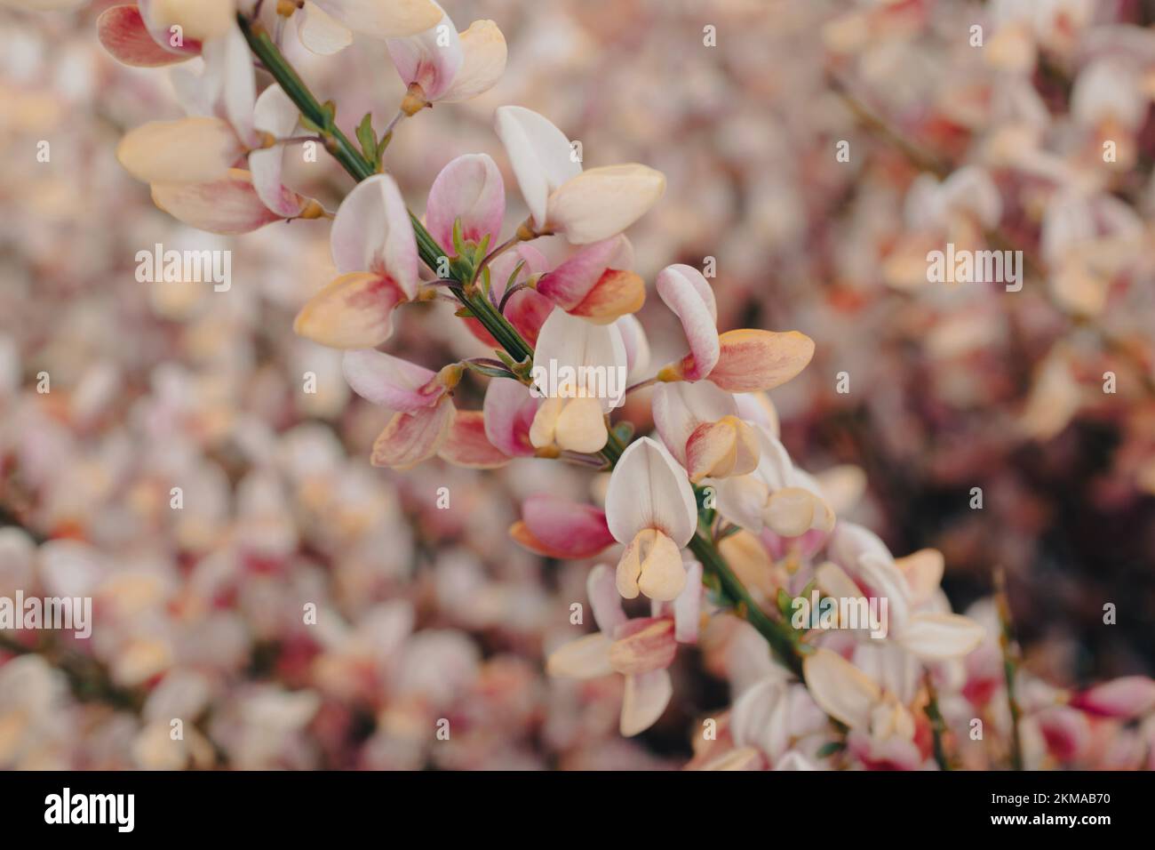 Pretty Pink Scotch Broom Plants in Bloom in Ushuaia, Argentina. In full ...
