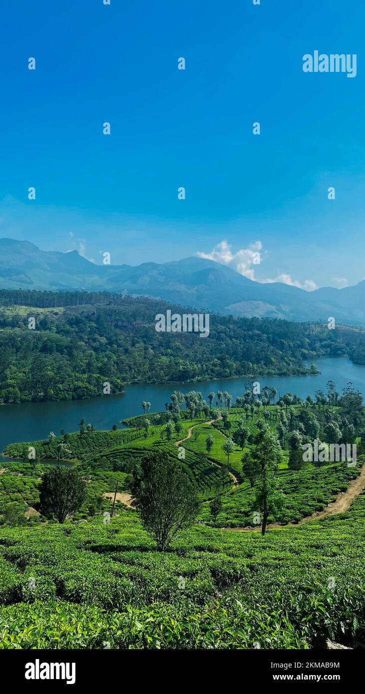 A vertical drone shot of lush greenery and river in Munnar, India Stock ...