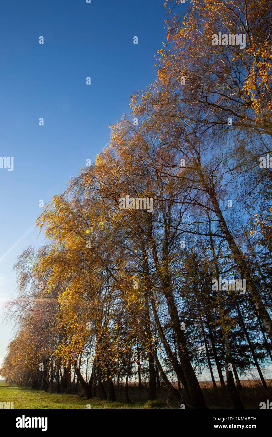 trees with orange foliage in the autumn season, sunny weather in the ...