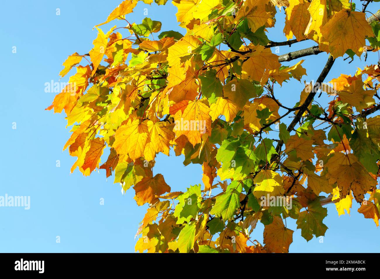 trees with orange foliage in the autumn season, sunny weather in the ...