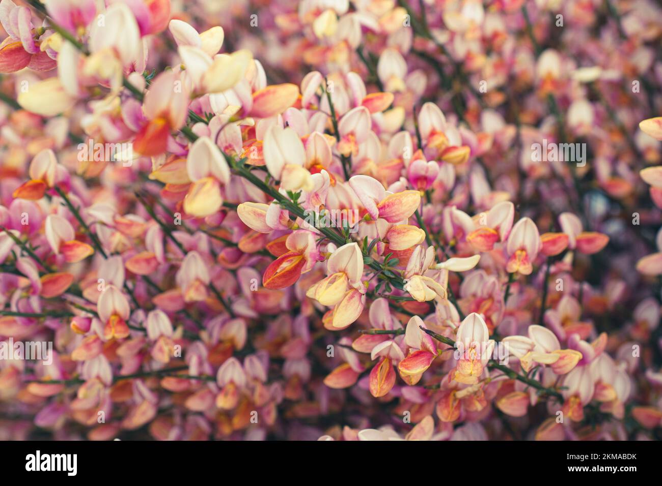 Pretty Pink Scotch Broom Plants in Bloom in Ushuaia, Argentina. In full ...