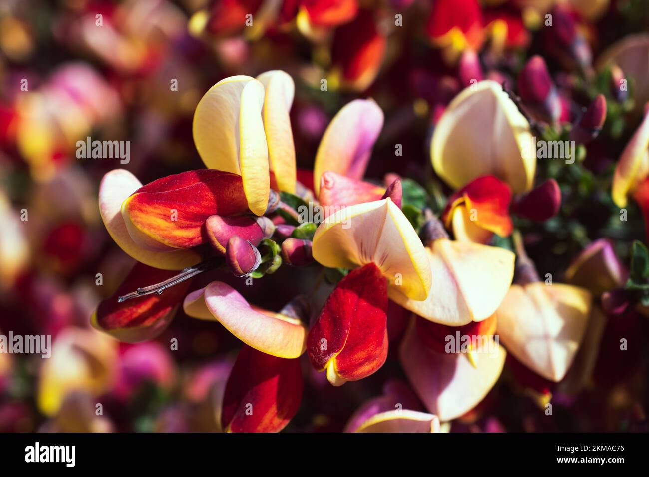Scotch broom hi-res stock photography and images - Alamy