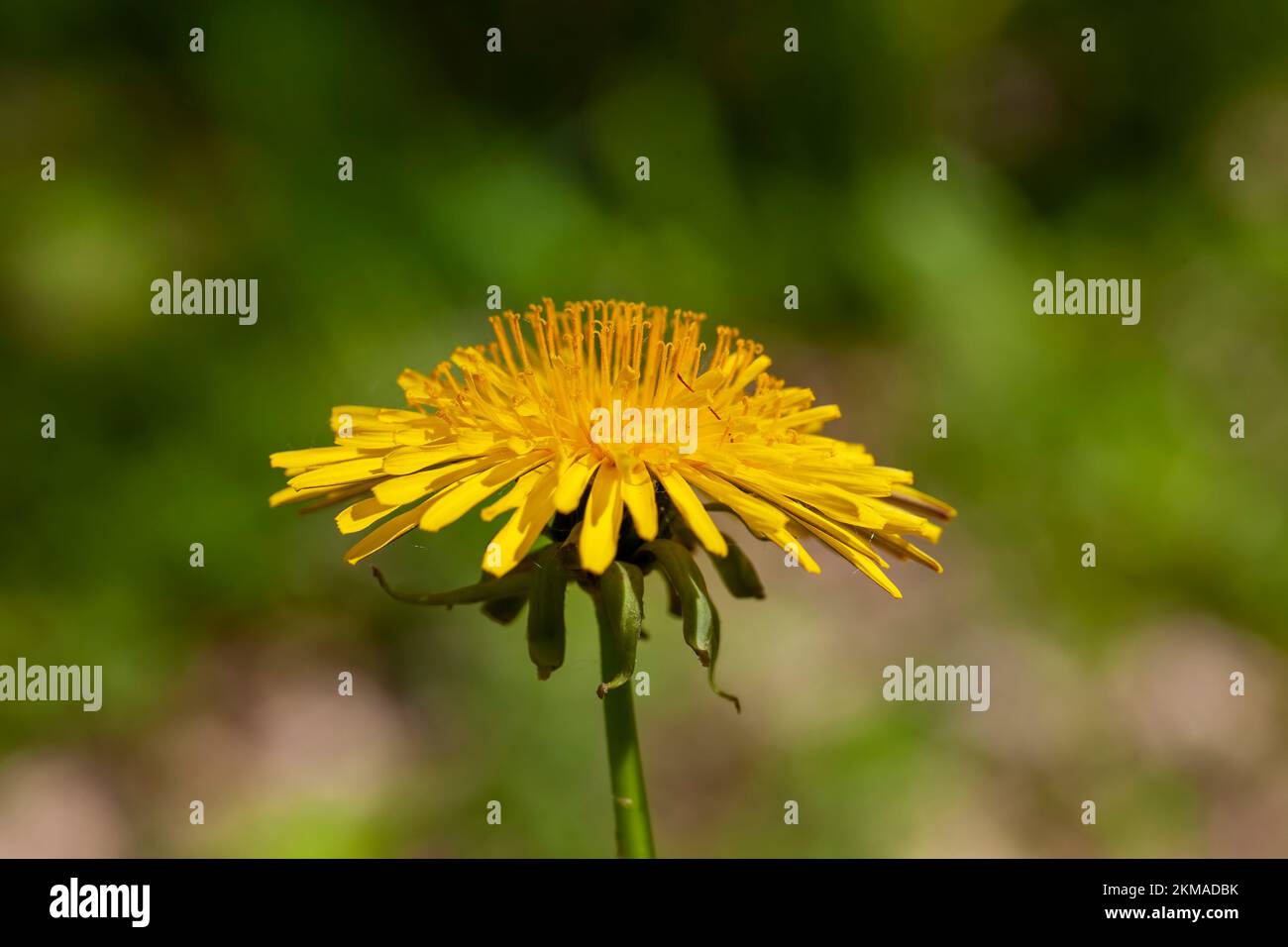 yellow beautiful dandelion flowers with seeds, dandelions with ...