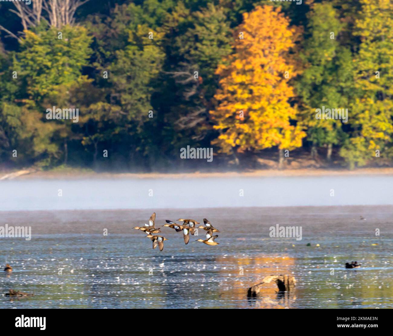 A flock of ducks flying above the Yellow Creek lake with the background ...