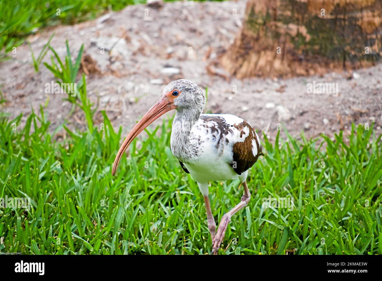A closeup of an Ibis, Threskiornithinae with a long beak walking on a ...