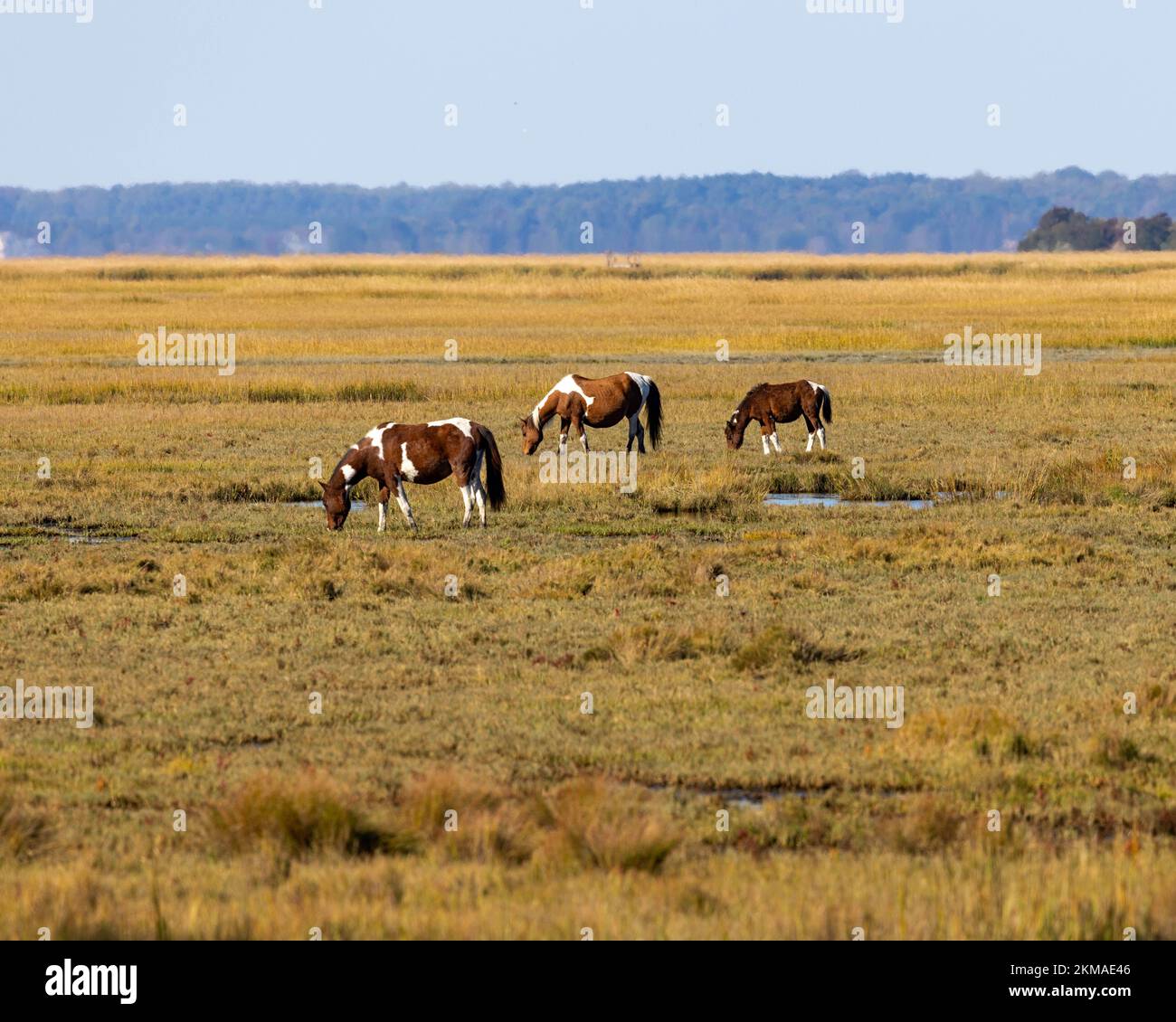 A group of Chincoteague Ponies, Equus caballus grazing in a yellow ...