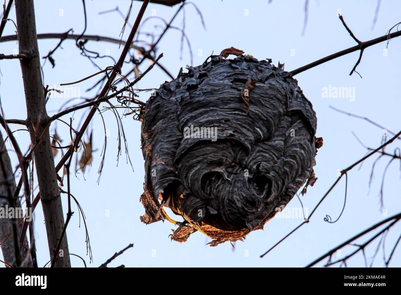 A low-angle shot of a wasp nest against a blue sky on a sunny winter ...