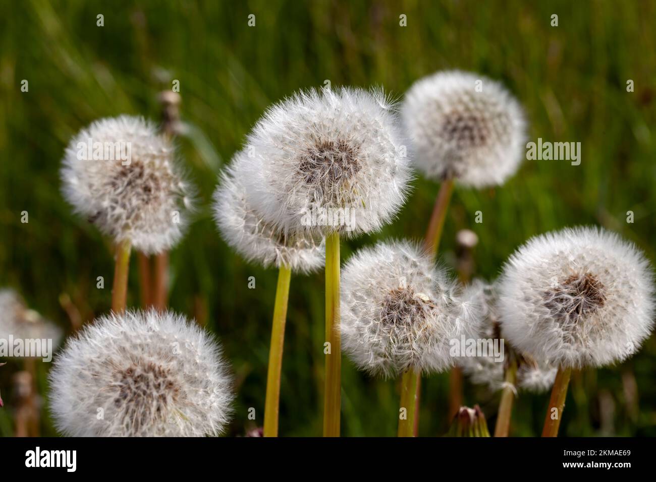 white beautiful dandelion flowers with seeds, faded dandelions with ...