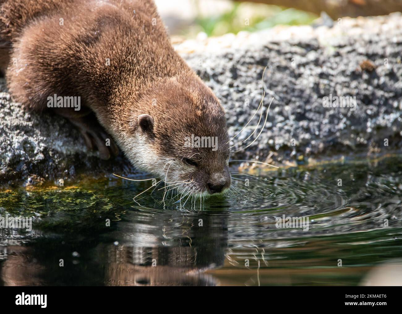A small, cute otter drinking water from the sea Stock Photo - Alamy