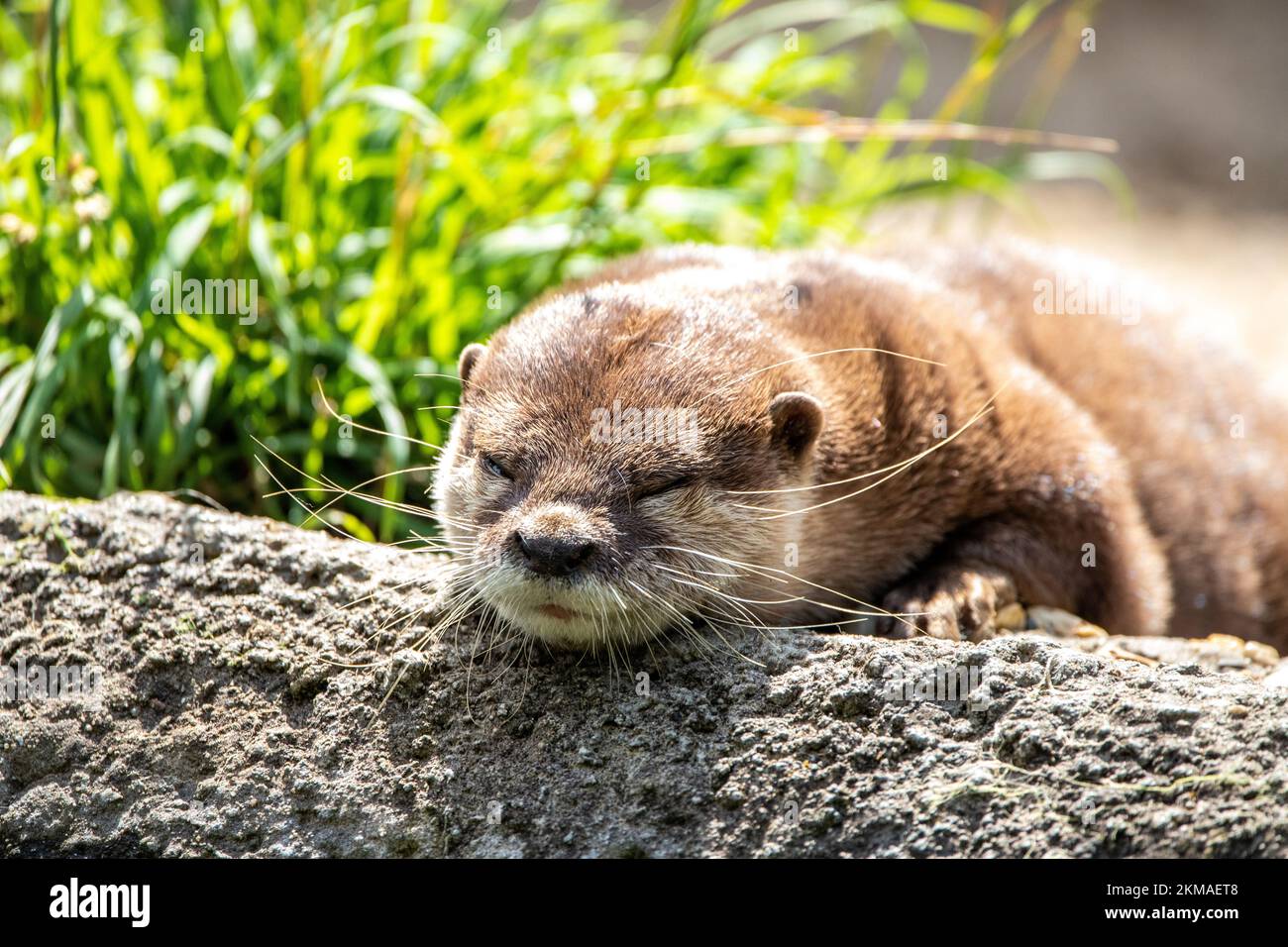 A small, cute otter laying under the sun by the sea Stock Photo - Alamy